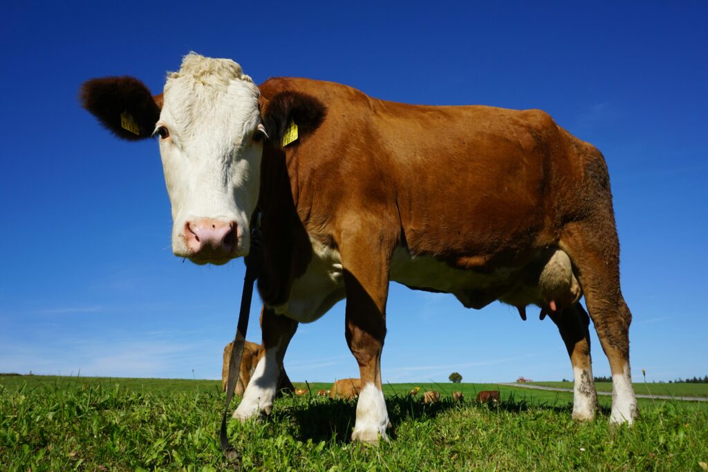Cattle Are Bad For The Environment - Climate Crisis 247
